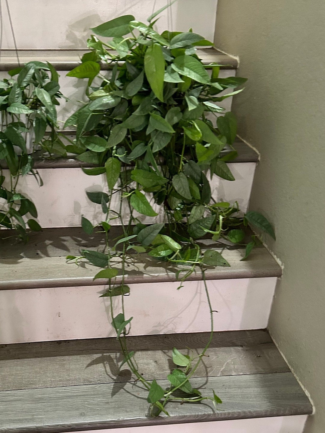 XL trailing Cebu Blue Pothos in 6 Inch Pot 1-2ft Trails - Etsy