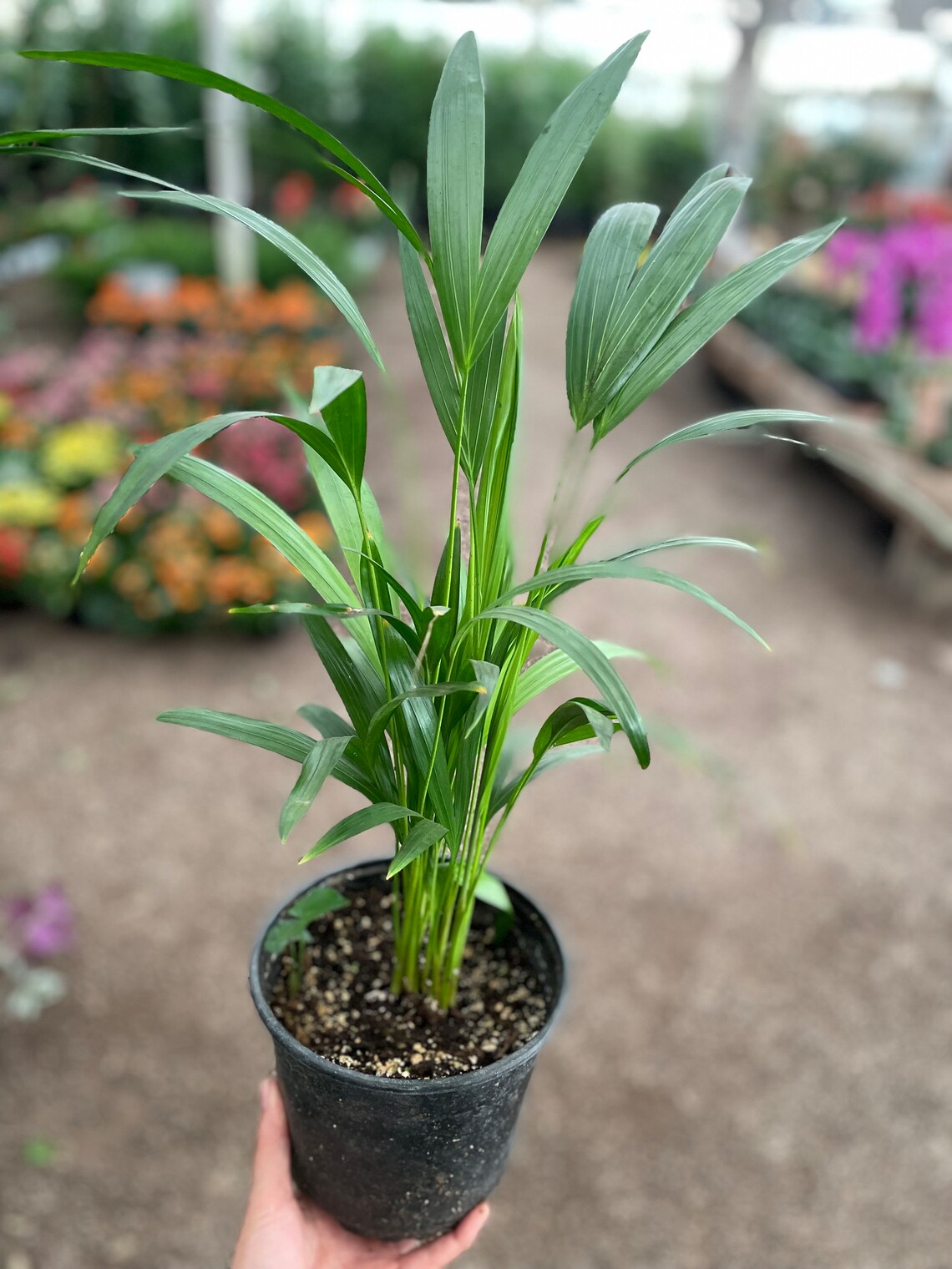 6 Inch Pot- Arica Palm Indoor or Outdoor -low Maintenance-pet Friendly ...