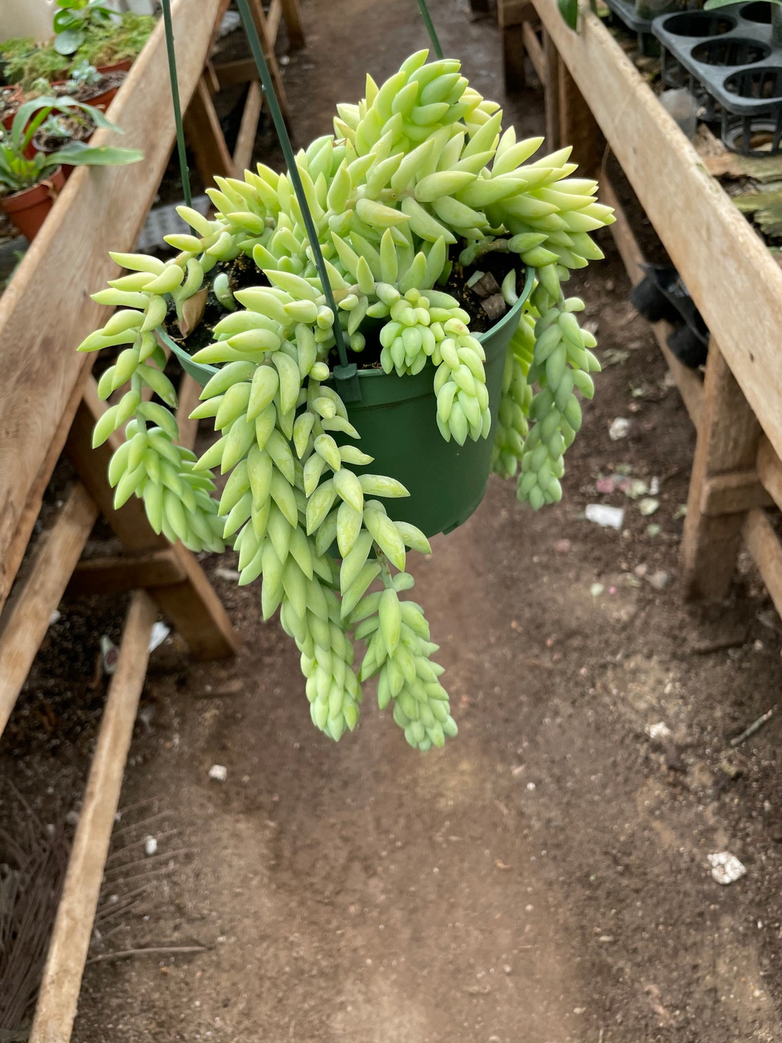 6 Inch Pot String of Burrow Tails easy Care Succulent - Etsy
