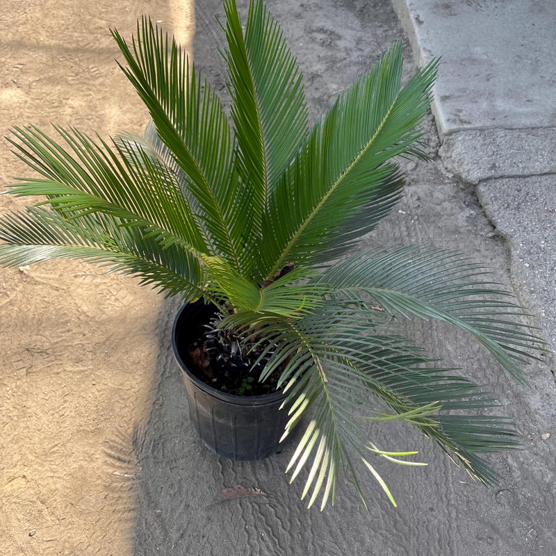 Pygmy Date Palm Tree - Etsy