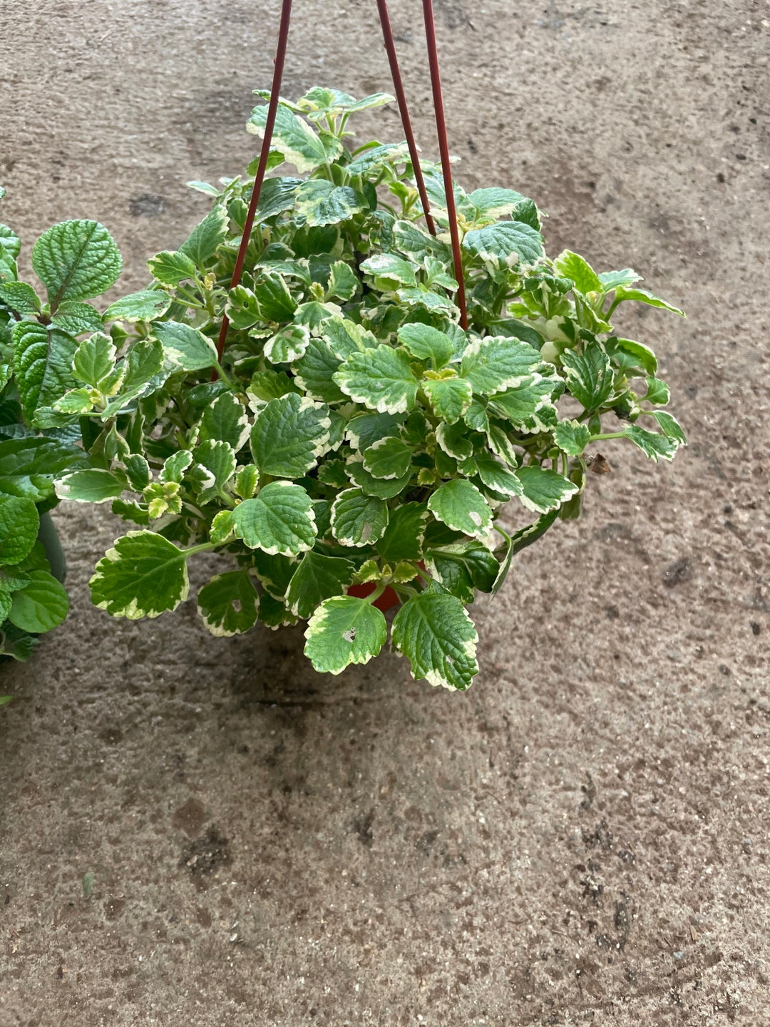 XL Trailing 6 Inch Pot - Variegated Creeping Charlie Vine- Pilea ...