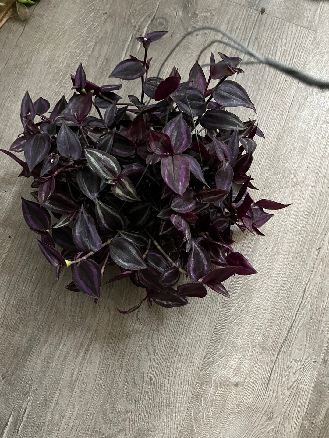 Large 6 Inch Pot Live Plant - Tradescantia Zebrina - Zebrina Pendula ...