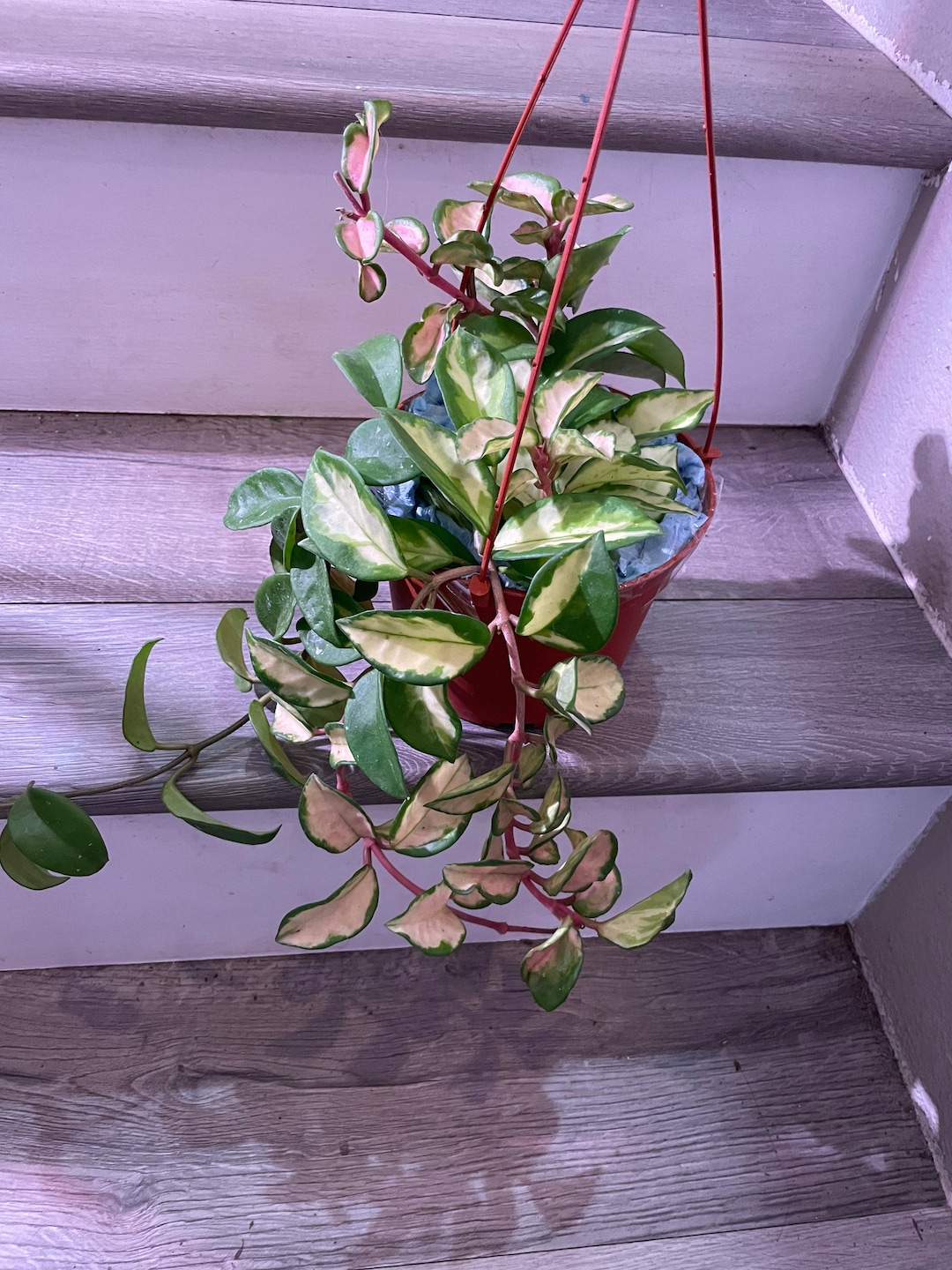 6 Inch Pots -large Hoya Carnosa Tricolor Princess Leaves Turn Red When ...