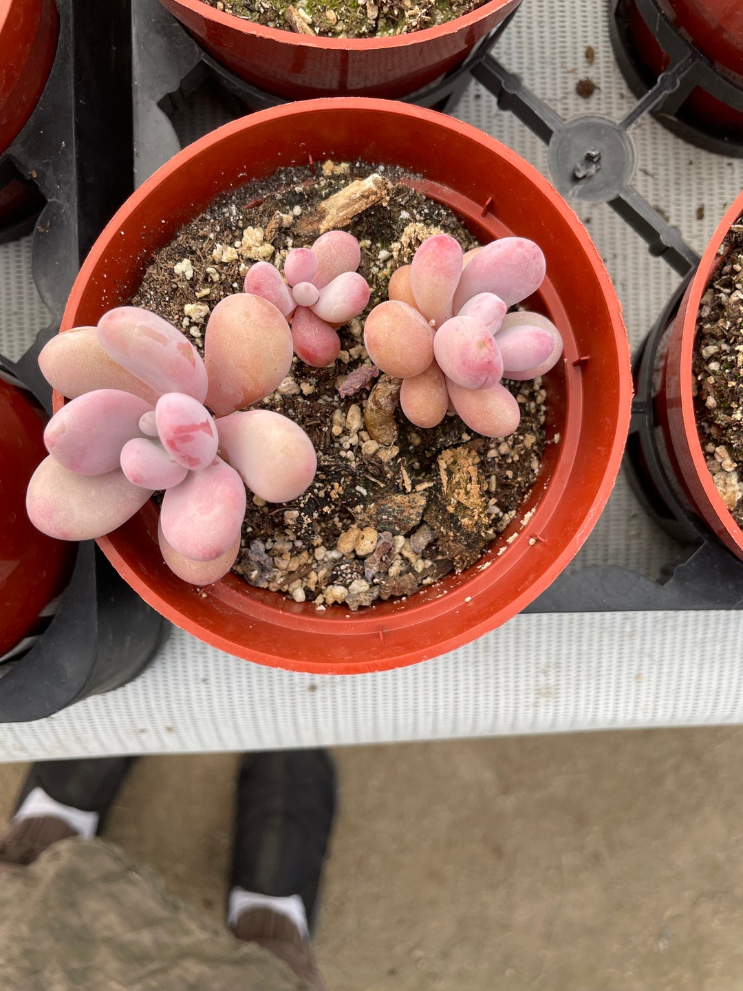 Moonstones Pachyphytum Pink Succulent Pachyphytum Oviferum in 3 Inch ...