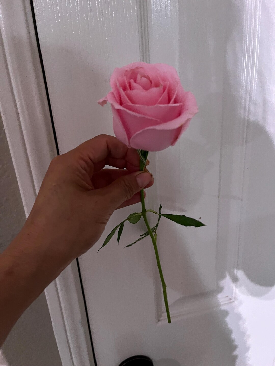 First Prize Pink Rose - Medium Size Blooms- Tight Clusters and Long ...