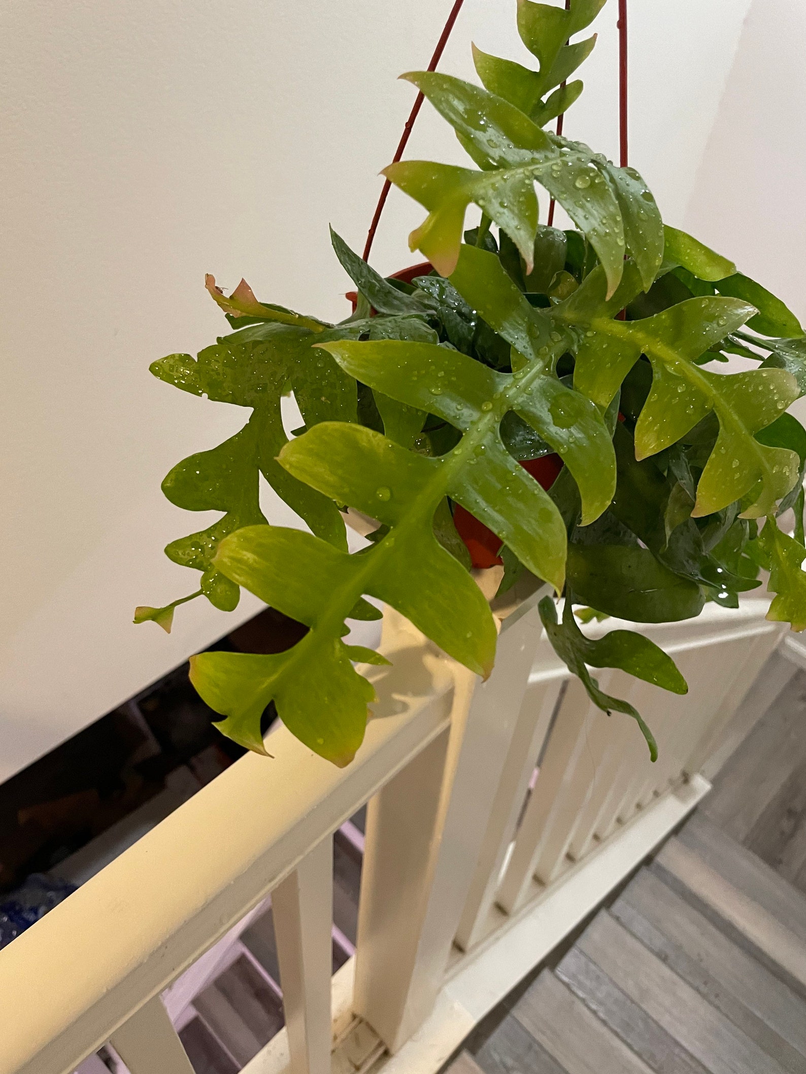 6" Pot -shark Fin -sharktooth Selenicereus -chrysocardium,fern Leaf ...