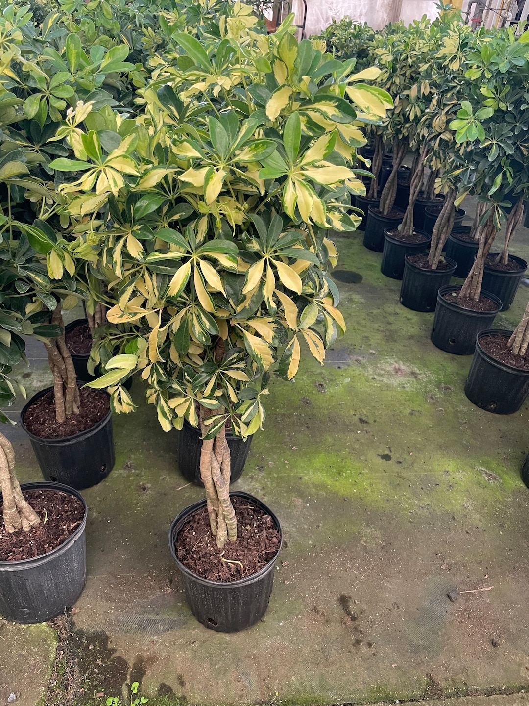 4 Ft - Variegated Dwarf Umbrella Tree - Schefflera! Variegated ...