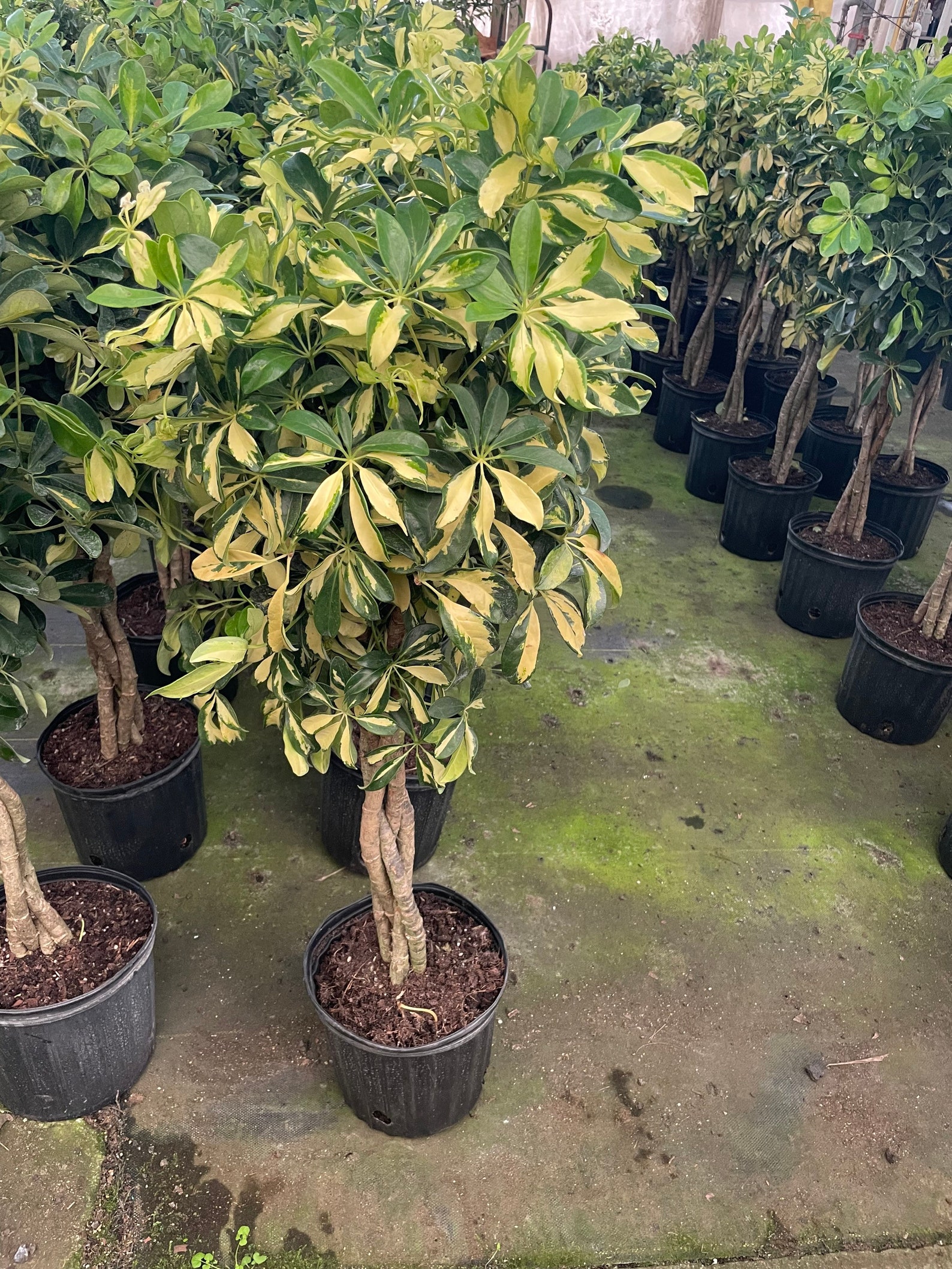 4 Ft Variegated Dwarf Umbrella Tree Schefflera Variegated - Etsy