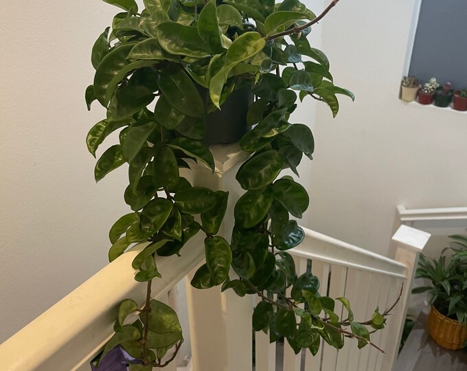 Hoya Sp. Timor, Rare & Beautiful Hoya, Rooted Plant Shipped in 2.5 Pot ...