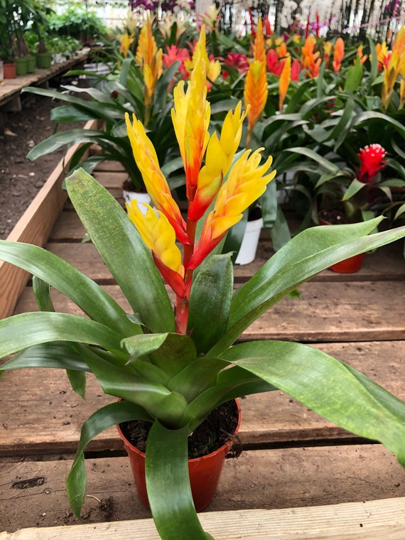 Bromeliad Vriesea