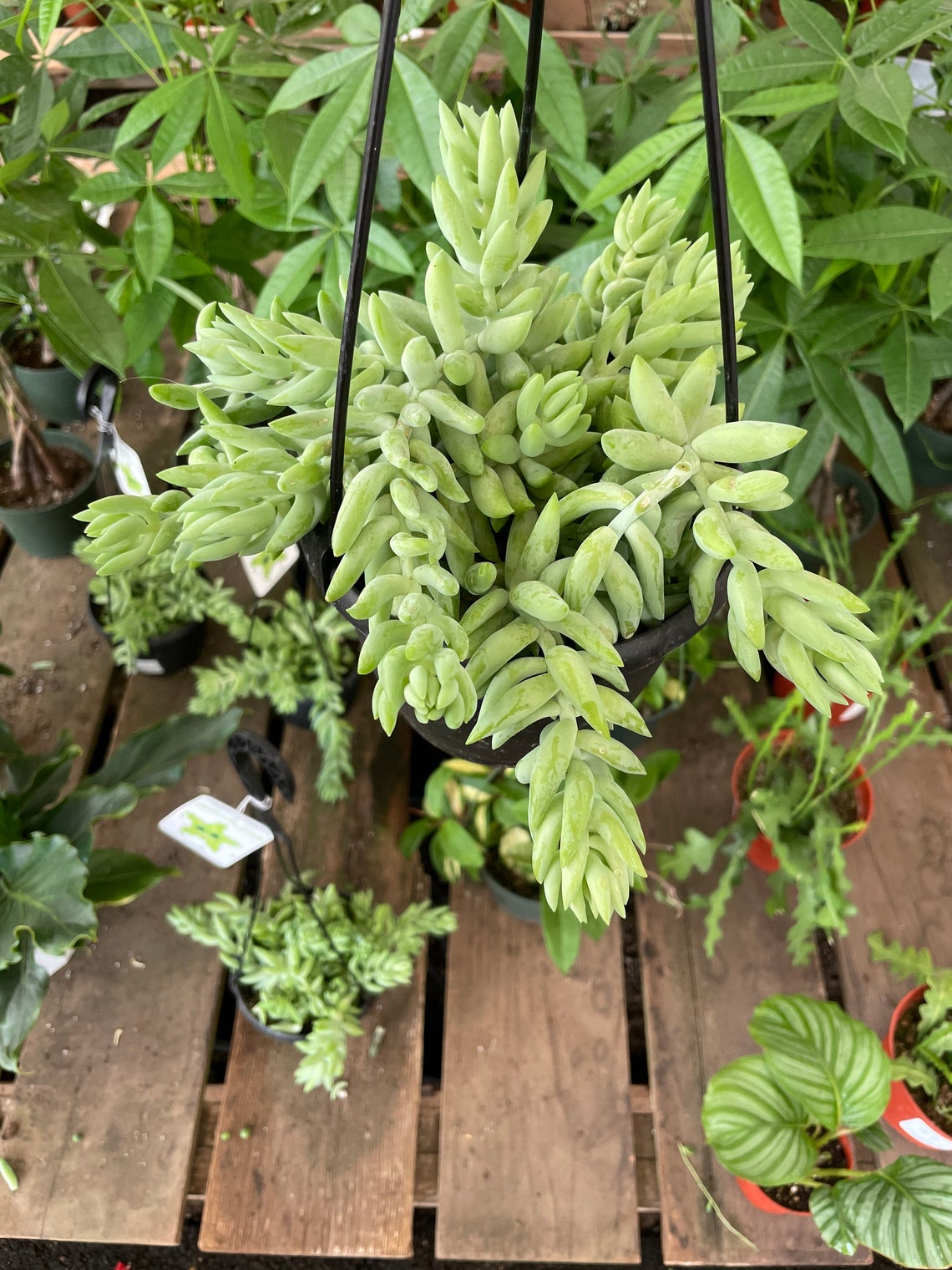 6 Inch Pot String of Burrow Tails easy Care Succulent - Etsy
