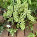 6 Inch Pot - String of Burrow Tails -easy Care Succulent-hard to Find ...