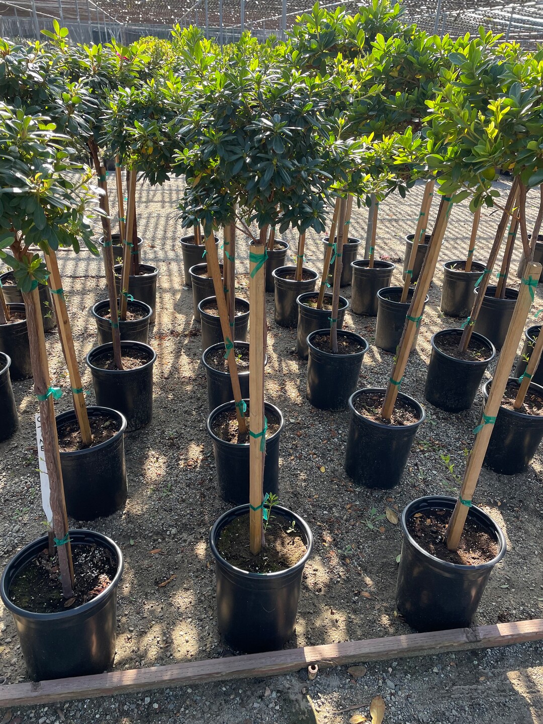 5ft Ft Tall- Azalea Tree -perennial- Outdoors - Similar to Photo Not ...