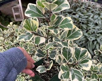 Ficus Triangularis Variegated Fig Live Plant 4 Pot - Etsy