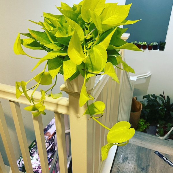 Neon Pothos - Etsy