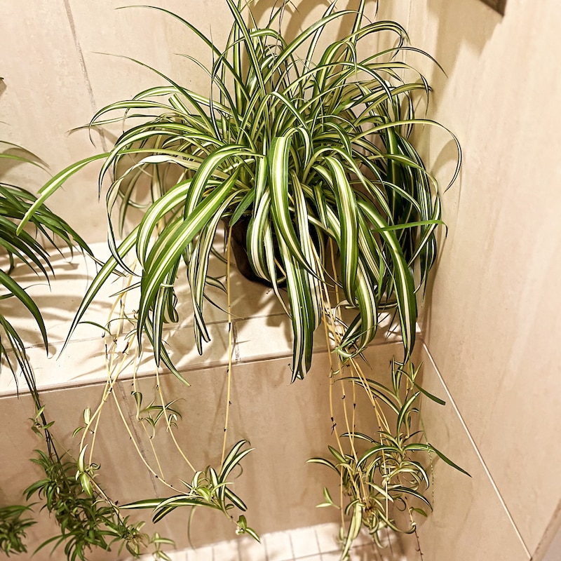 Spider Plant Mount - Etsy