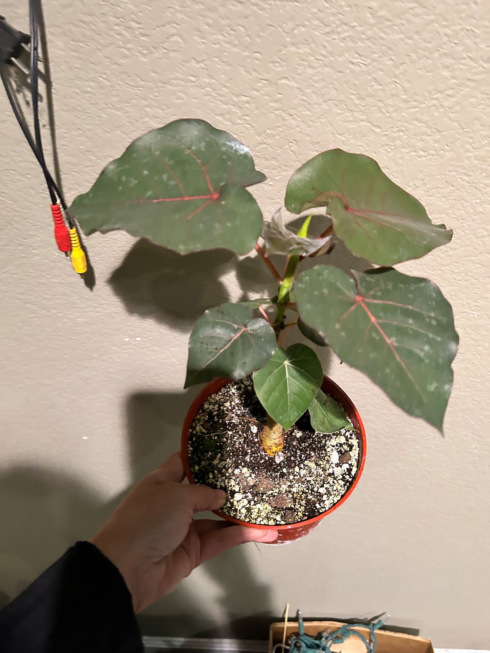 6 Inch Pot Ficus Petiolaris-rock Fig - Caudex- Similar to Photo Not ...