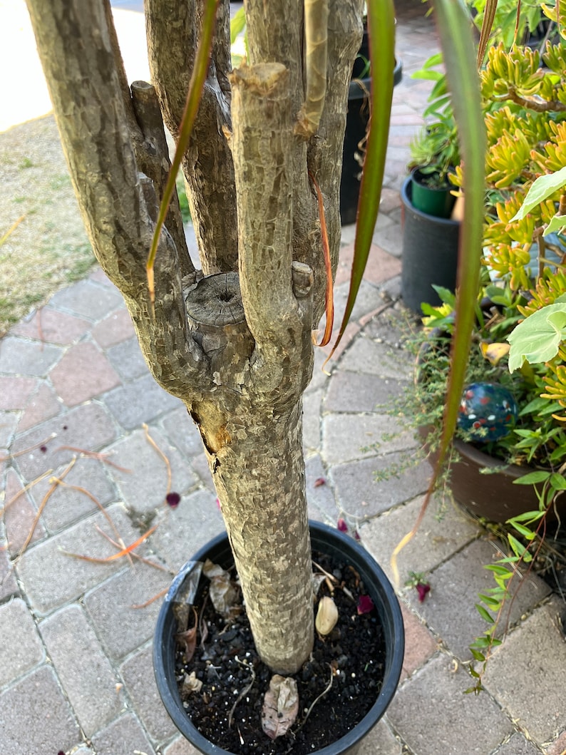 XXL -6ft - Dracaena Stump-madagascar Dragon Tree-indoor or Outdoor -air ...
