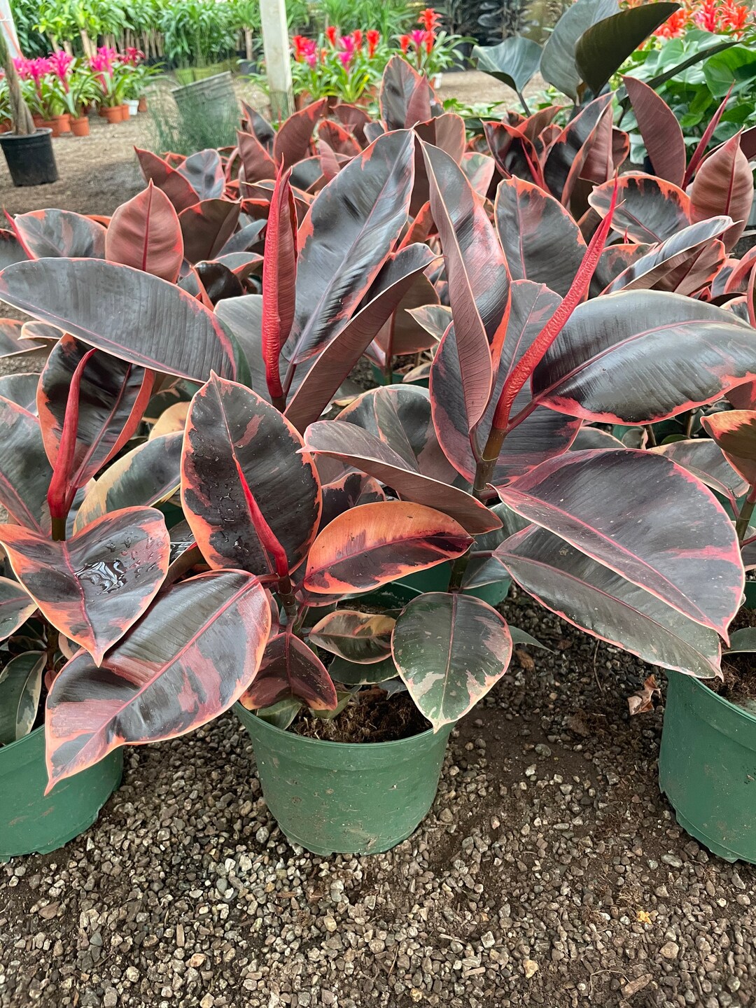 XL 2ft Tall - 8 Inch Pot Variegated Rubber Plant - Ficus Elastica ...