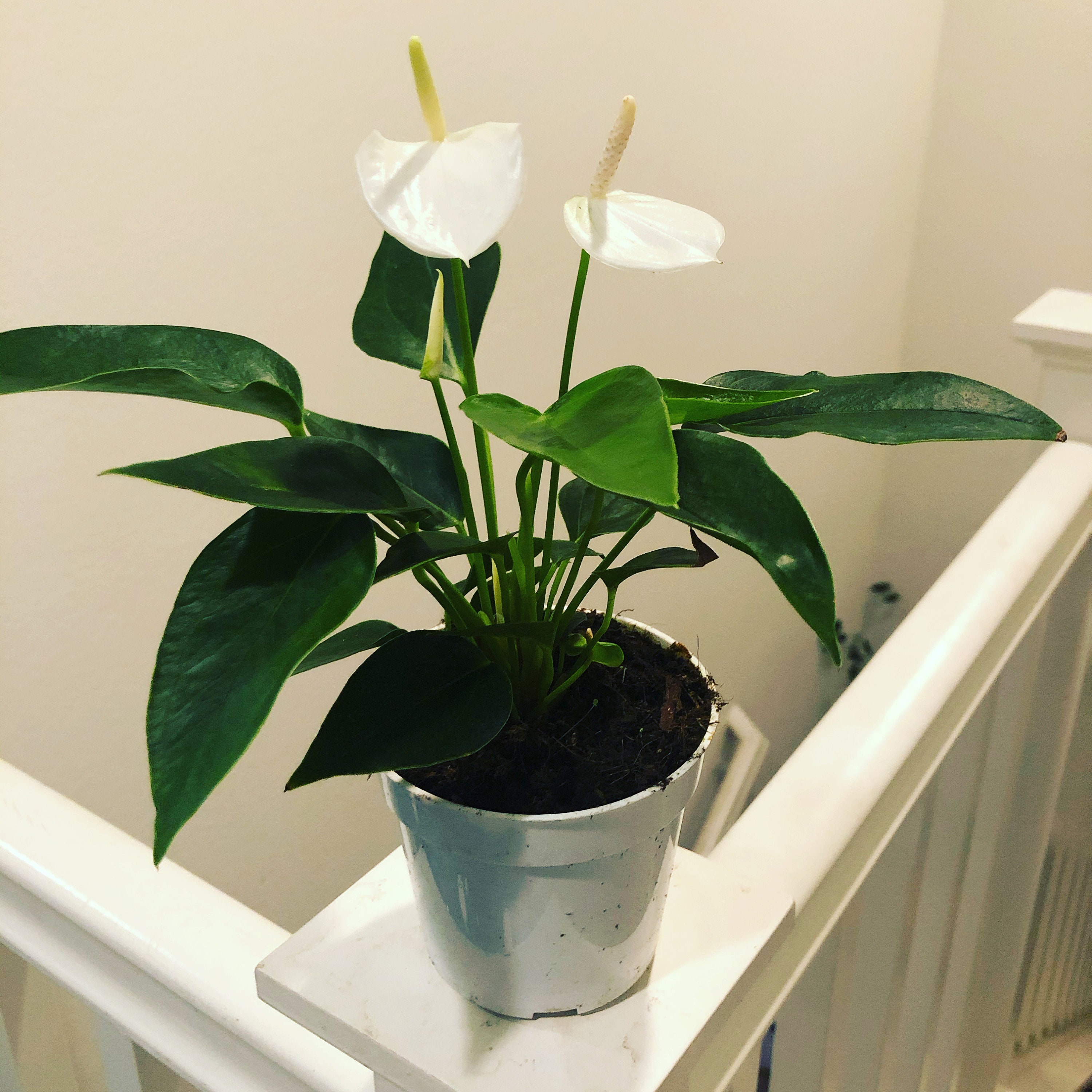 4 in Potted Live Plant Collectors White Anthurium easy - Etsy
