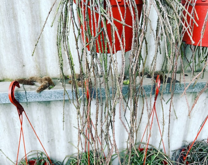 UNUSUAL Cynanchum Marnierianum dead Stick Plant, Bundle of Sticks ...