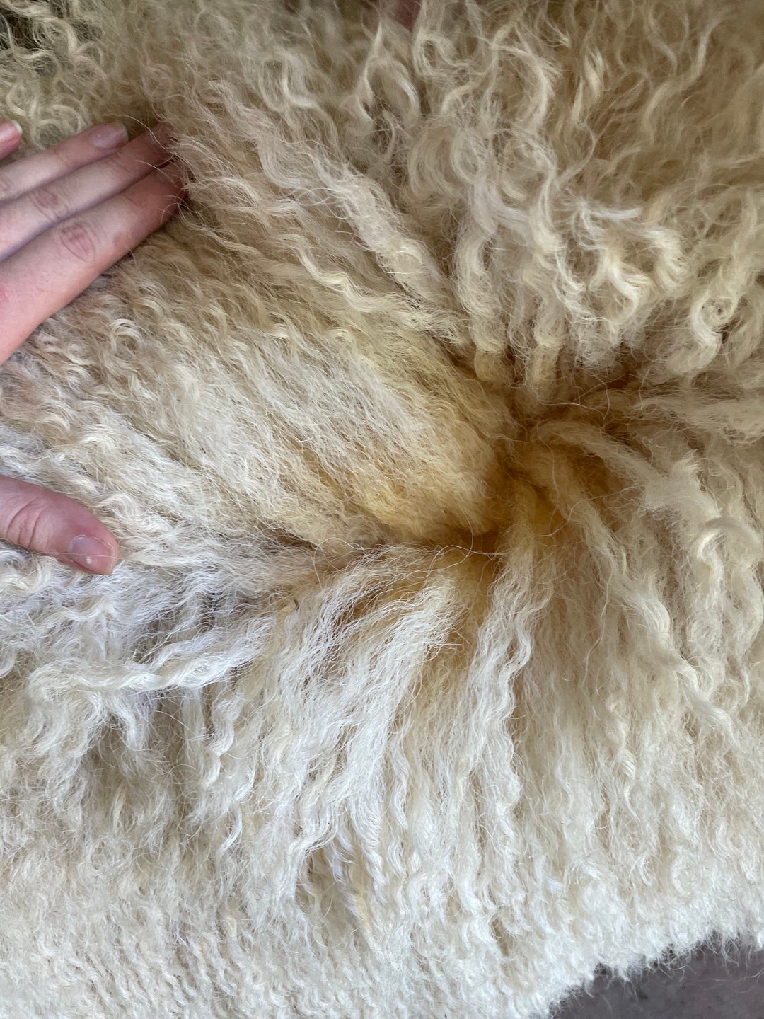 Valais Blacknose Raw Wool 4 Oz - Etsy