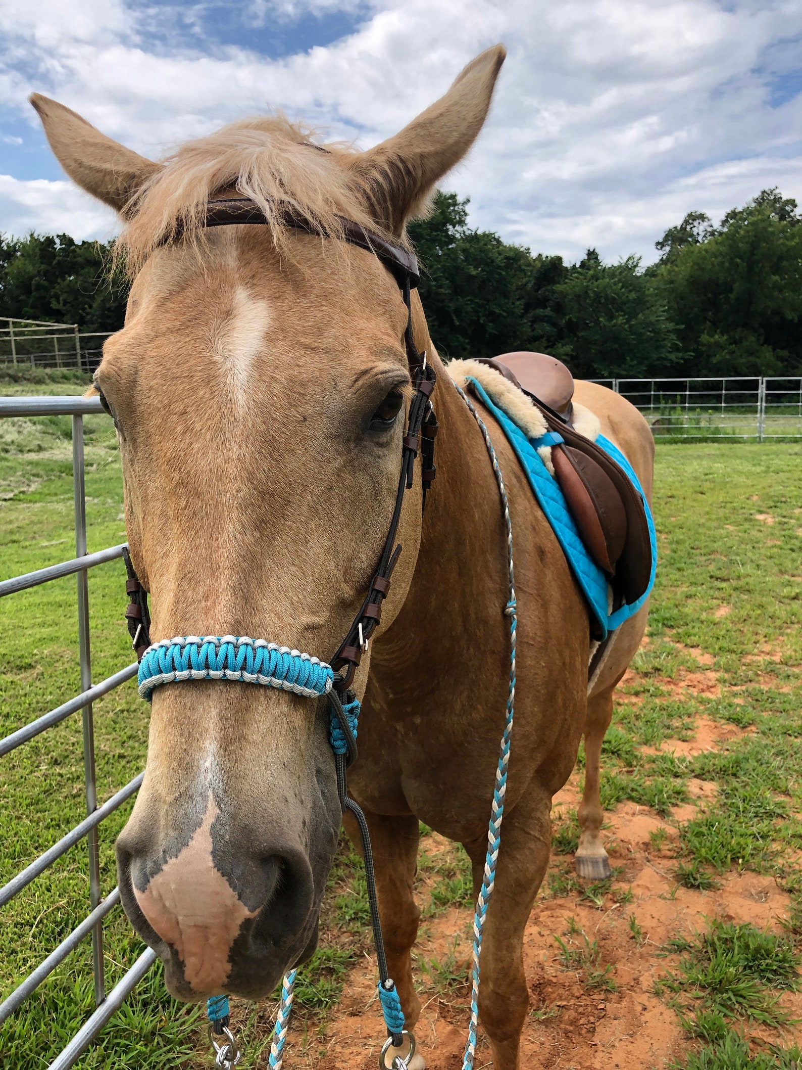 Indian Bosal Hackamore Bitless Multiple Sizes - Etsy