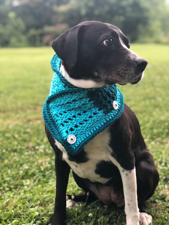 Dog shawl store