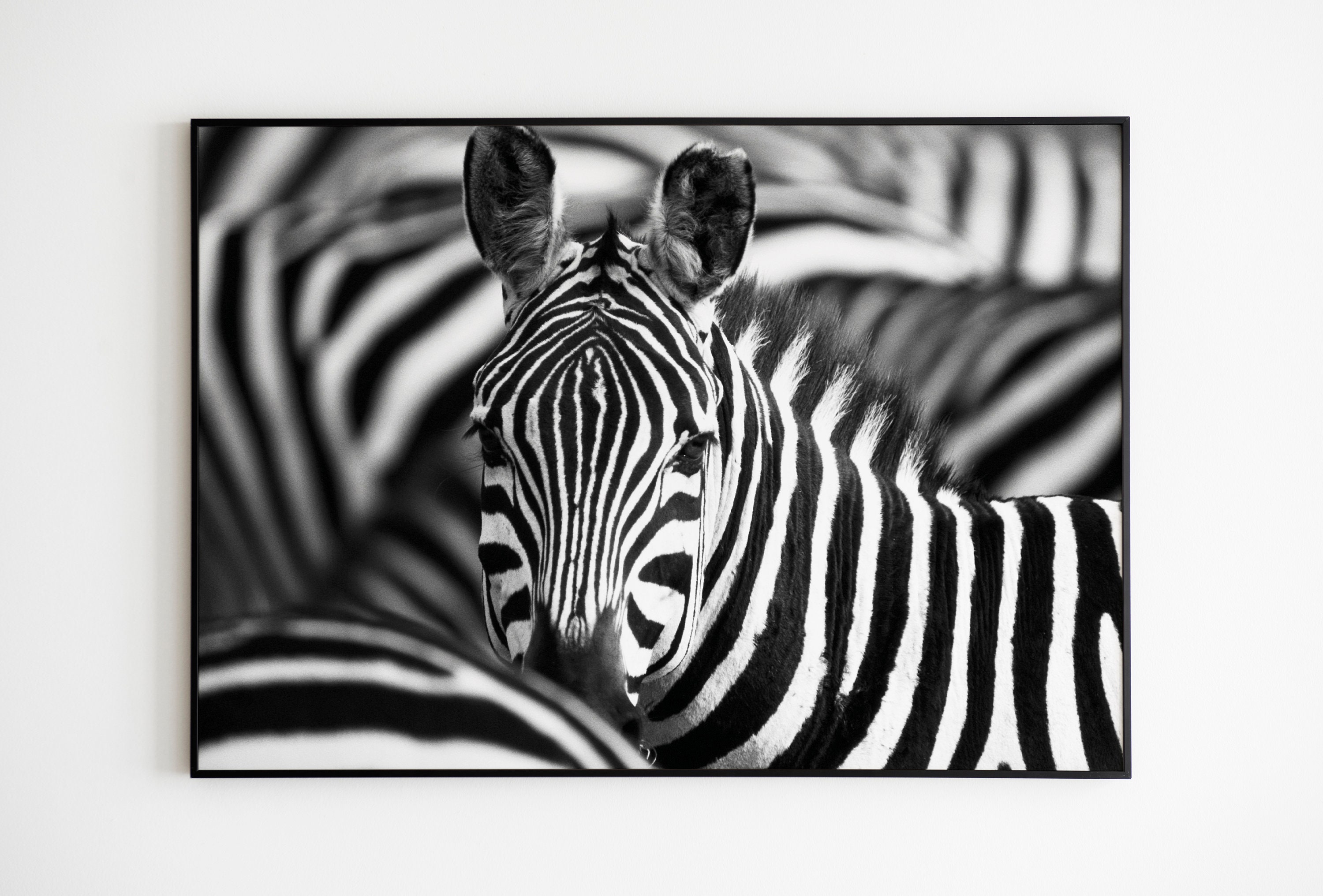 Zebra Print Zebra Photo Zebra Poster Zebra Fine Art - Etsy