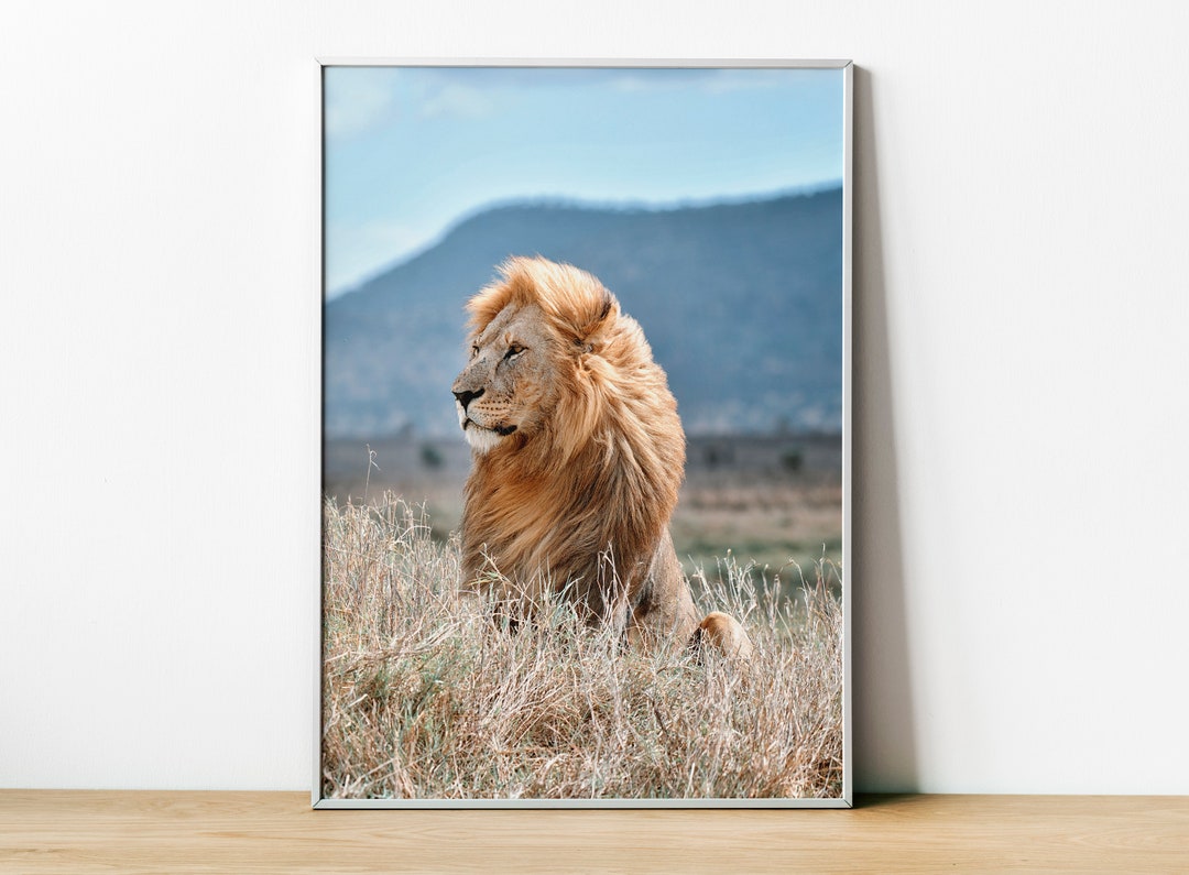 Lion Print, Framed Lion Photograph, Lion Fine Art Photography, African ...