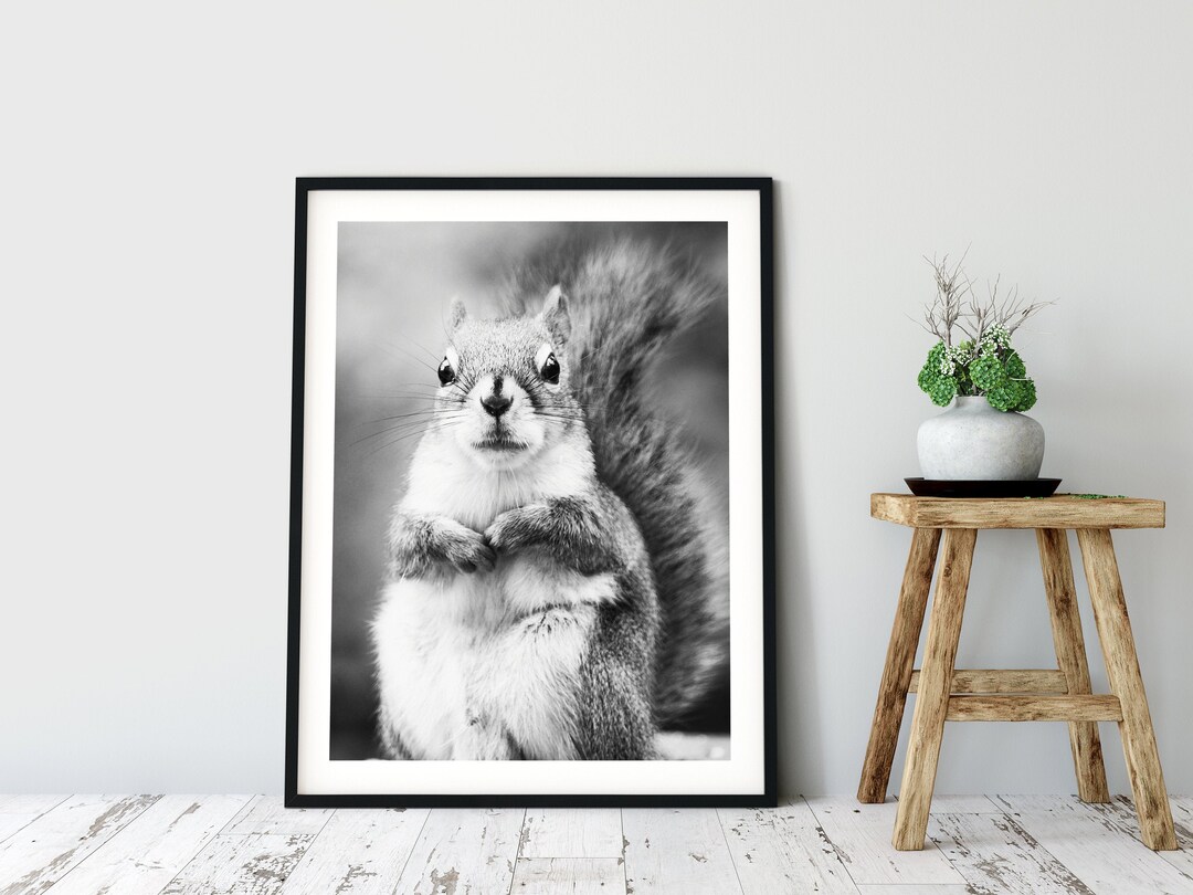 Squirrel Print,squirrel Photo,squirrel Poster, Squirrel Fine Art ...