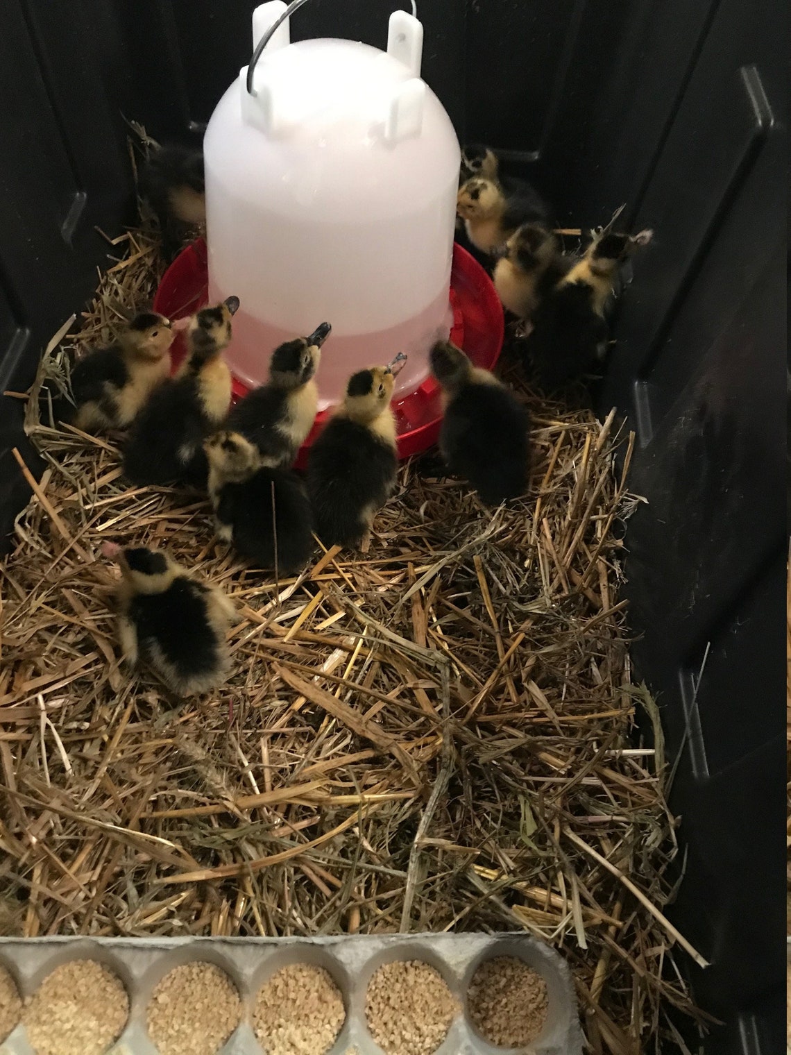 Plans to Build: Duck / Chicken / Poultry Brooder Box - Etsy