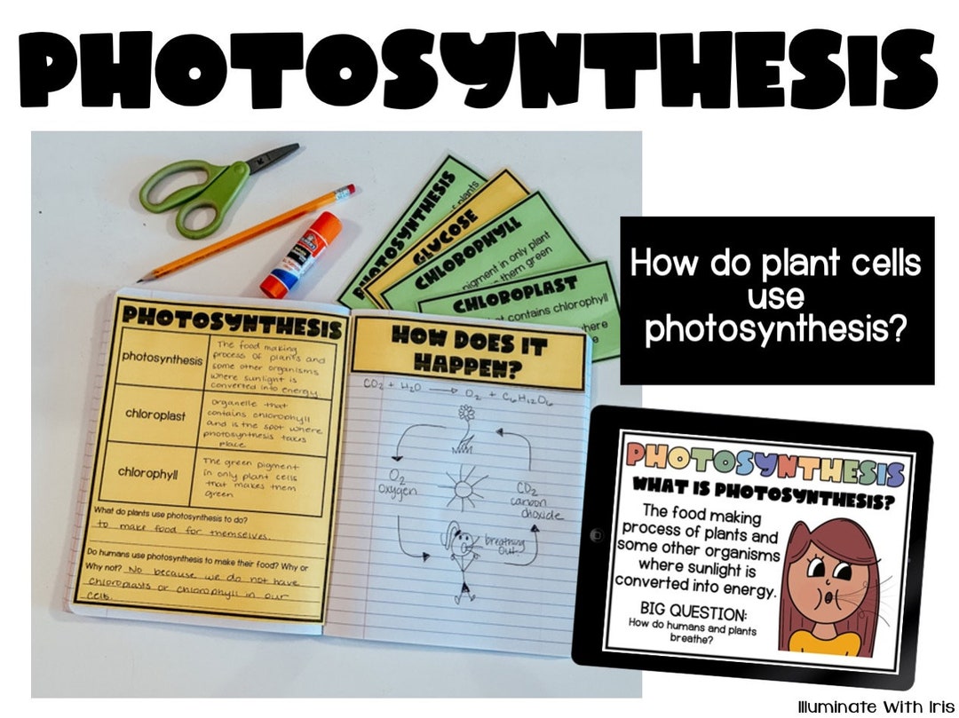 Photosynthesis Lesson Plans - Etsy