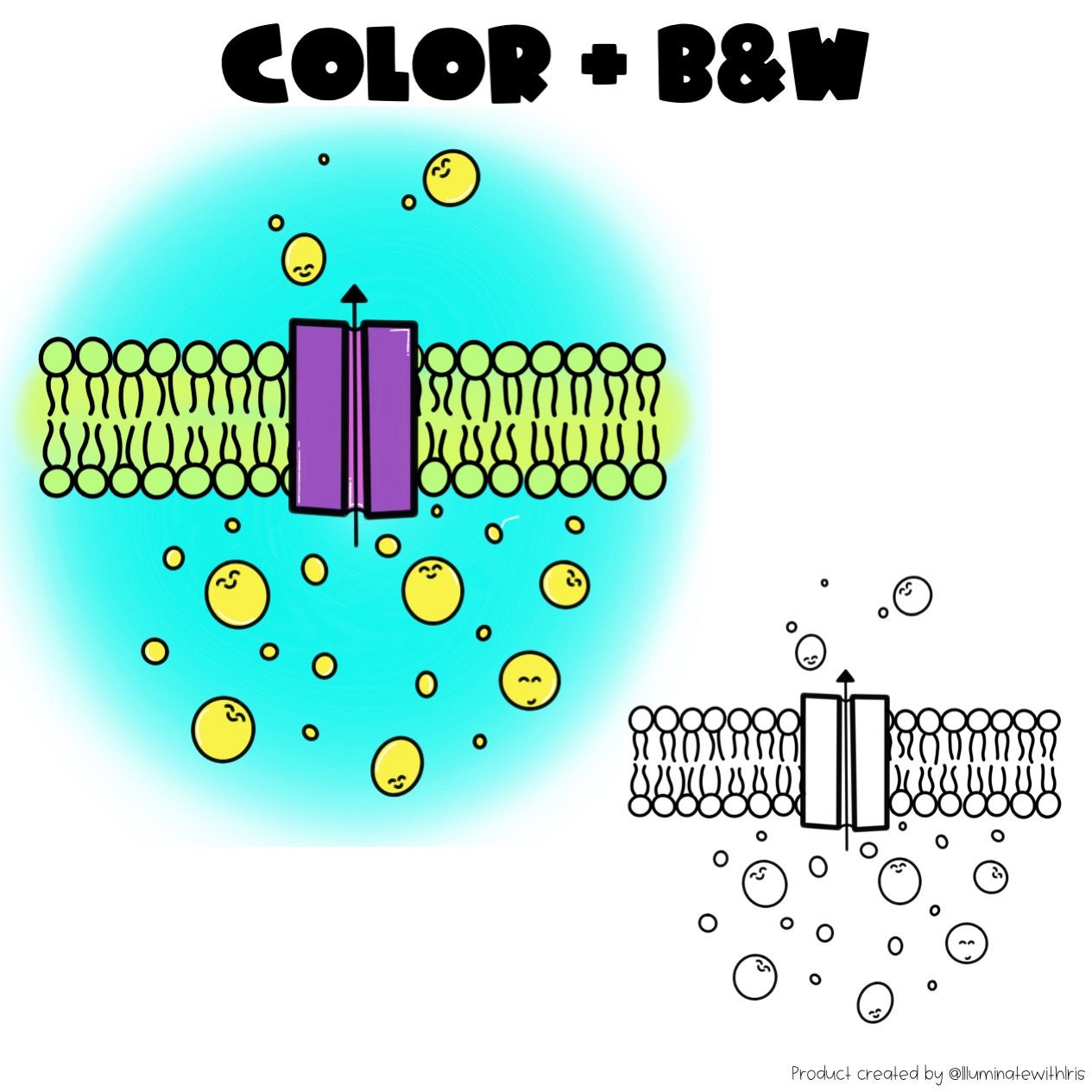 Cell Transport Clipart - Etsy