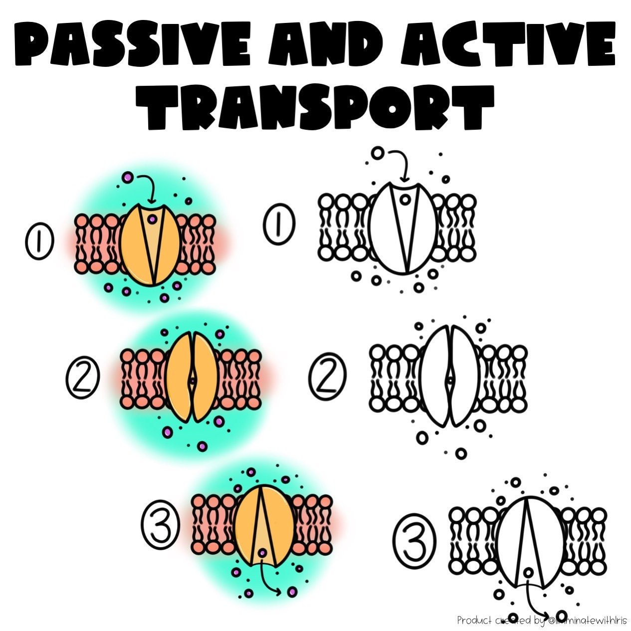 Cell Transport Clipart - Etsy