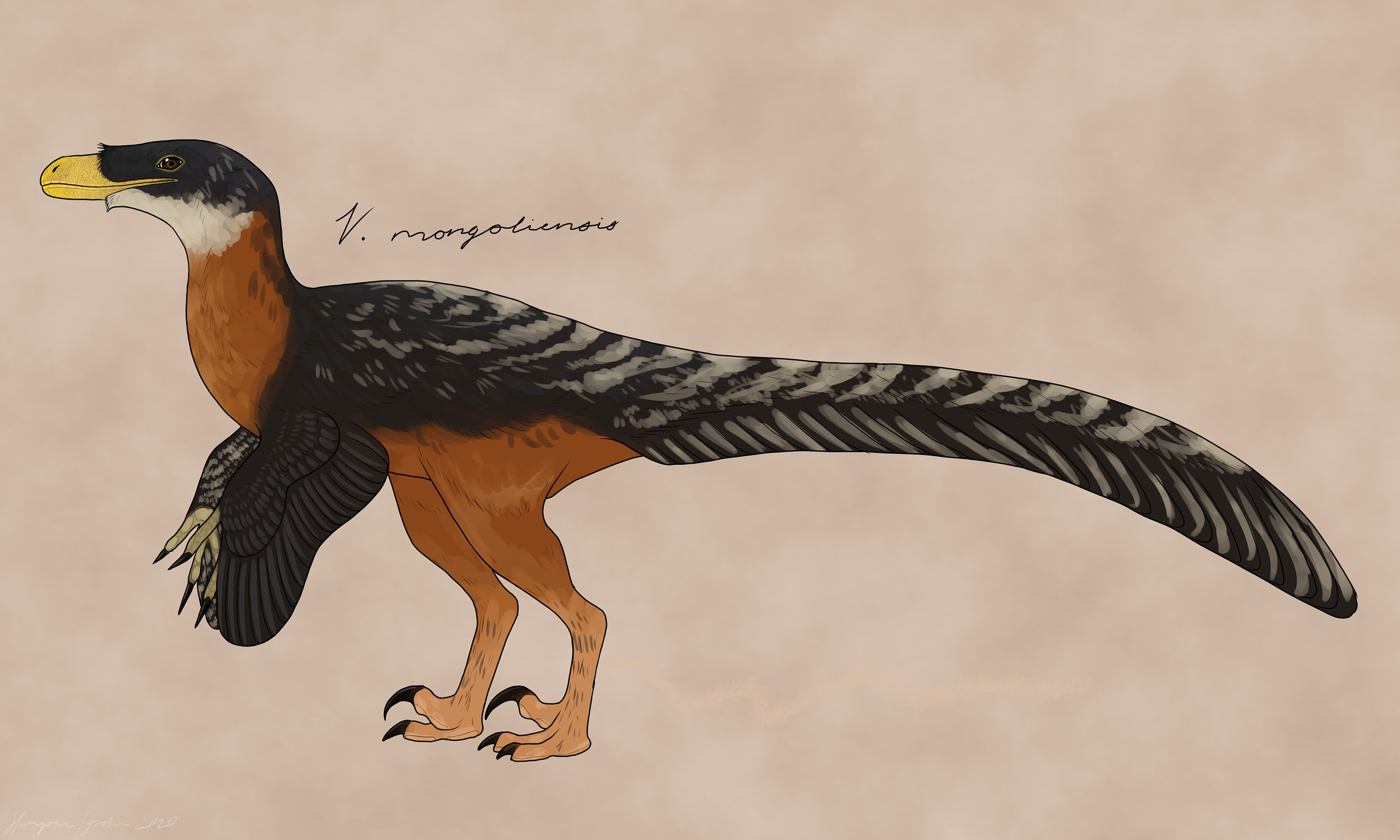 Velociraptor Mongoliensis Print, Paleoart, Velociraptor, Dinosaur ...