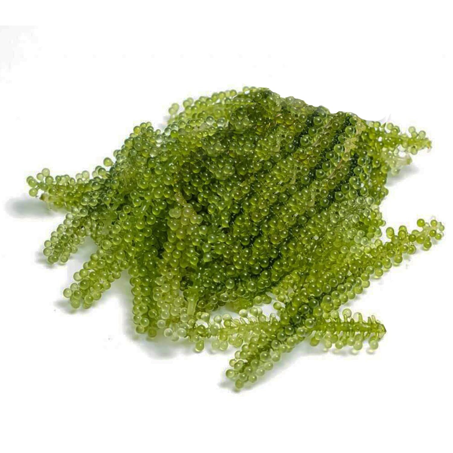 LATO Sea Grapes Umibudo Green Caviar Gluten Free Enhance - Etsy