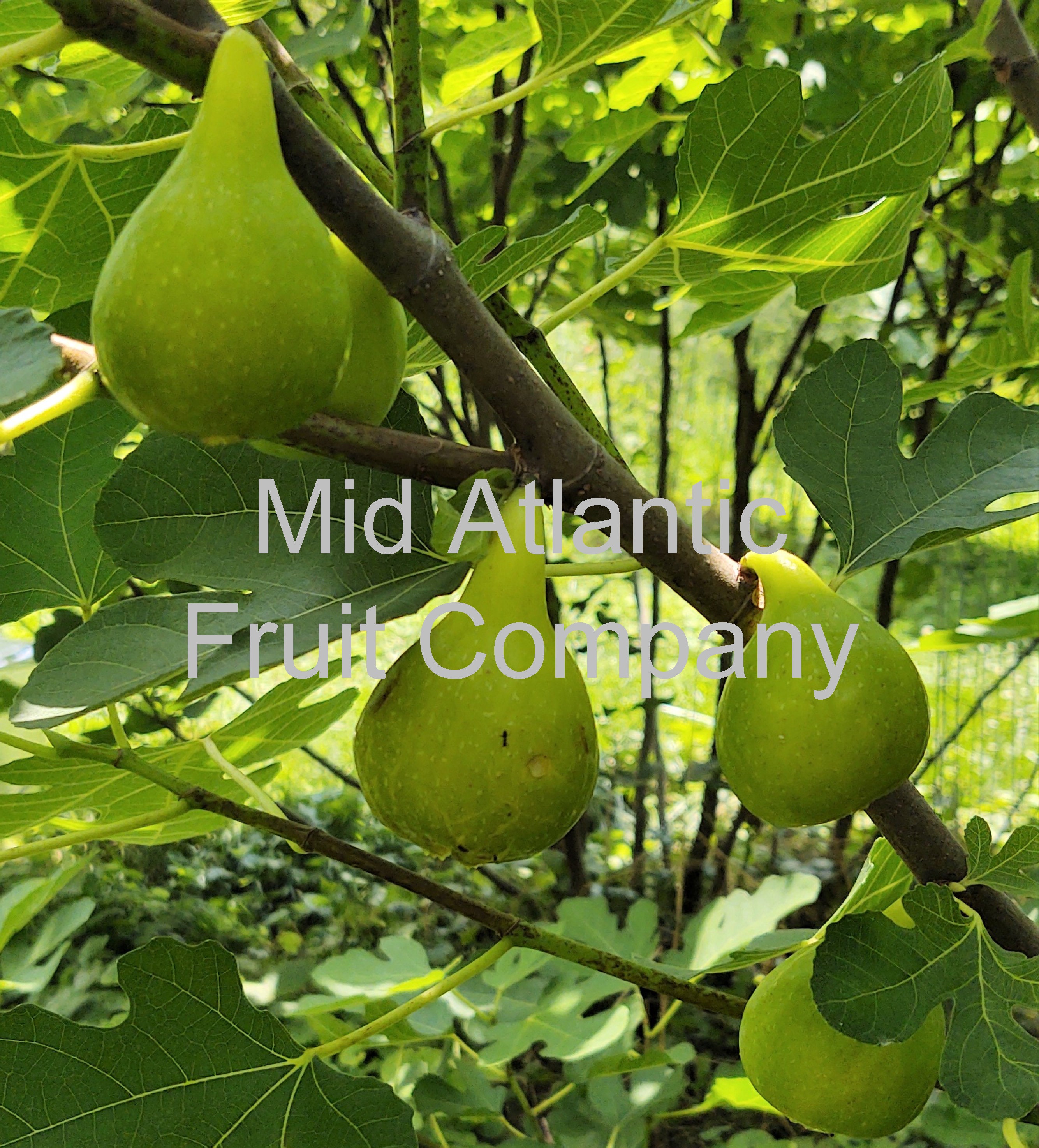 4 DESERT KING FIG Cuttings for Rooting or Grafting Minimum 3 - Etsy