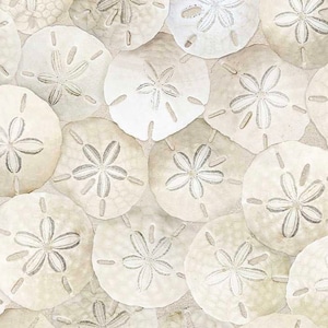 BEACH C8461 SAND PACKED Sand Dollars - Timeless Treasures Fat Quarter ...