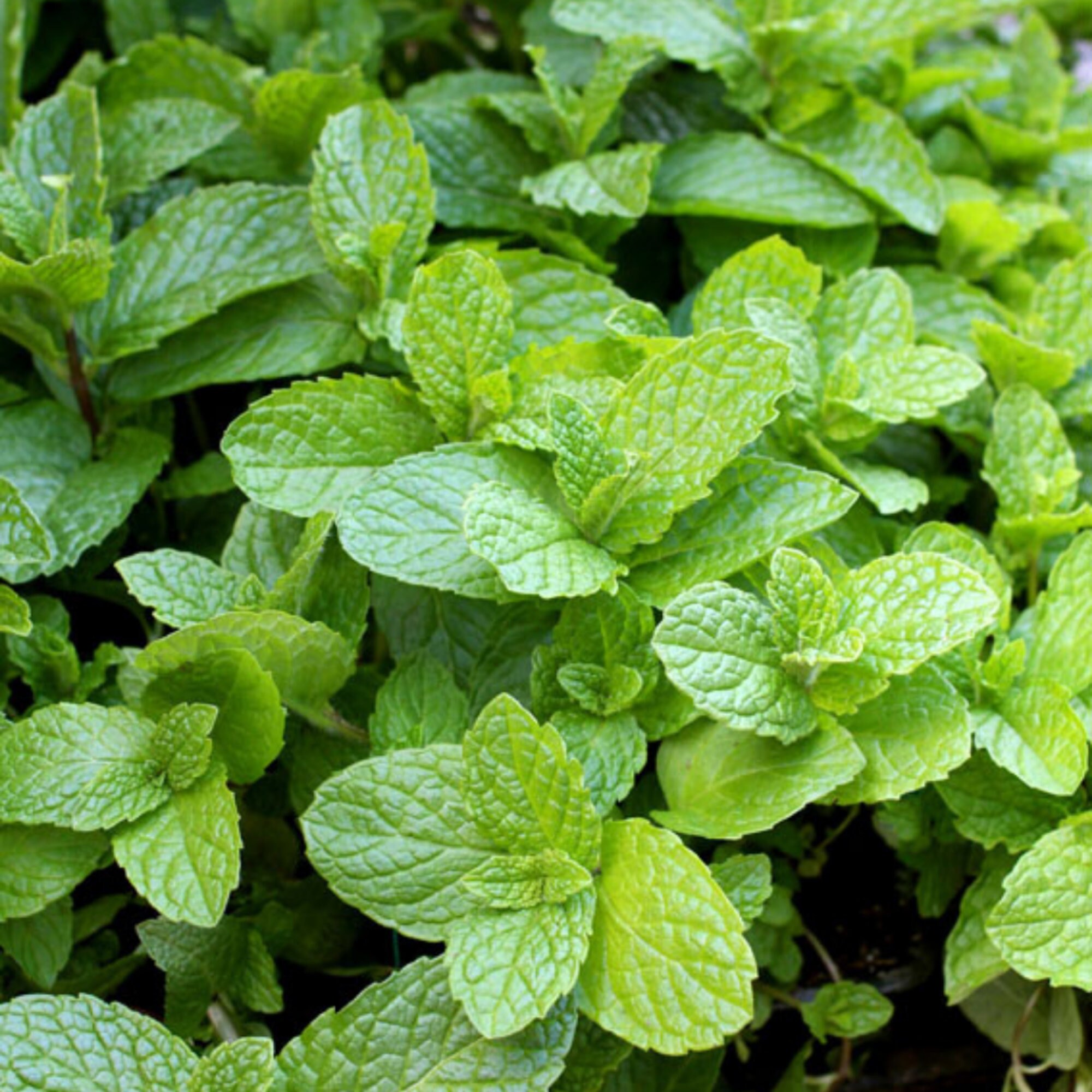 Peppermint Herb Seeds Garden Peppermint Mint Herb Plants | Etsy