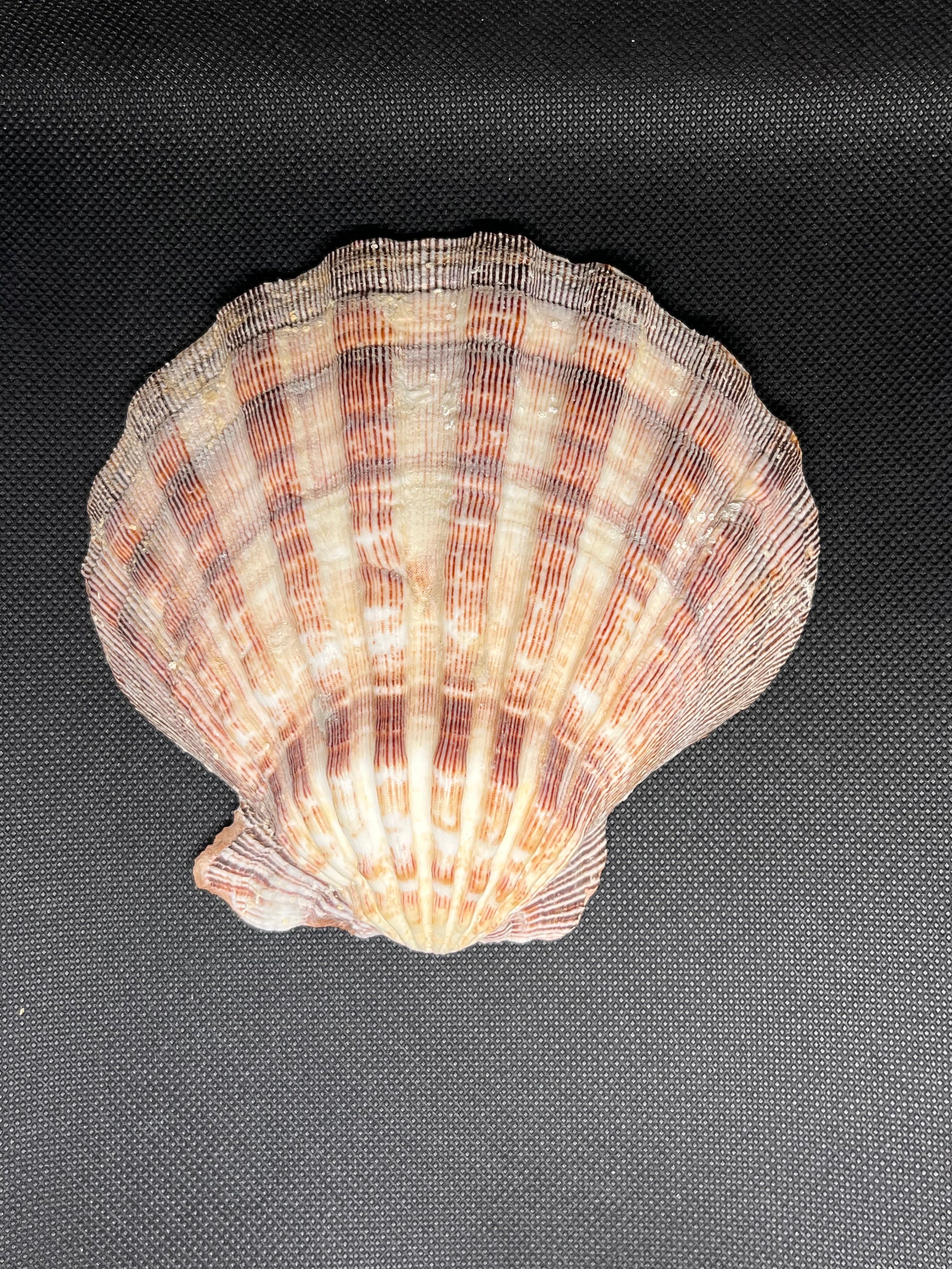 Light My Path. Lighthouse Beach Scene Painted on Large Seashell ...