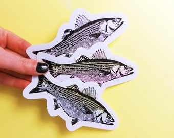 Striped Bass Car Decal - Etsy