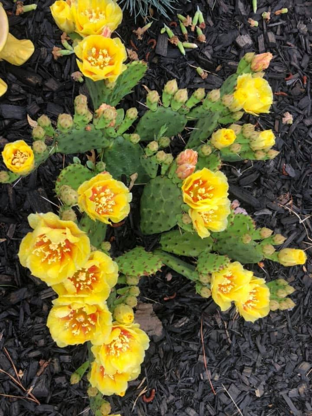 Prickly Pear Cactus Pads - Etsy