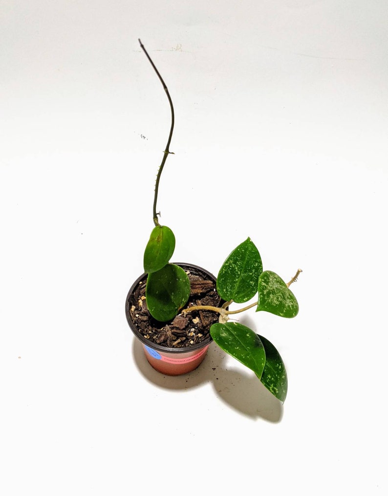 Ferns, Grasses & Bamboo Home & Living Plants Hoya Polystachya 2.5in Pot ...