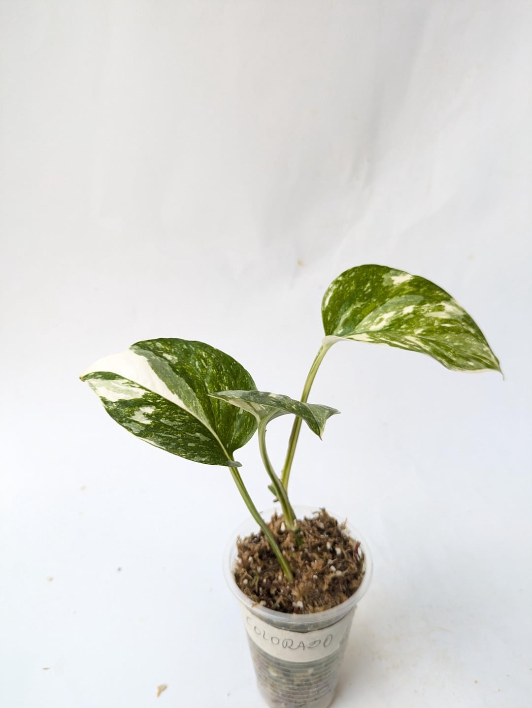 Epipremnum Colorado Constellation / Pothos/ Tropical Rare Plant /pothos ...