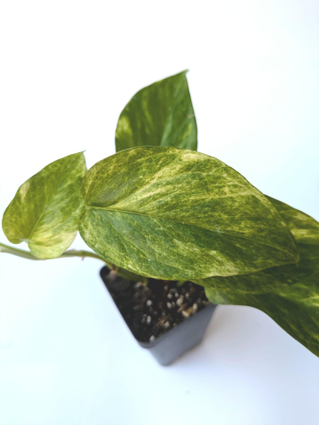 Teruno Robin Pothos/ Japanese Pothos/ Tropical Rare Plant /pothos ...