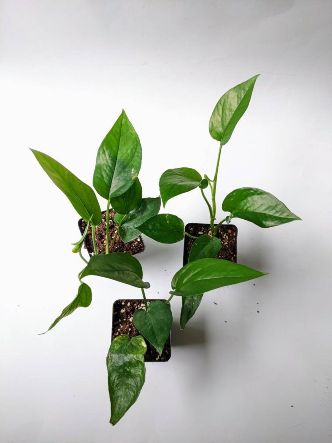 Epipremnum Pinnatum Kujang Flame Variegated Reverted 2.5in - Etsy Epipremnum Pinnatum Kujang Flame Variegated Reverted 2.5in - Etsy