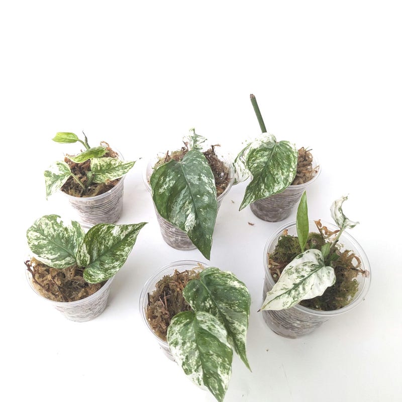 Cebu Blue Pothos - Etsy