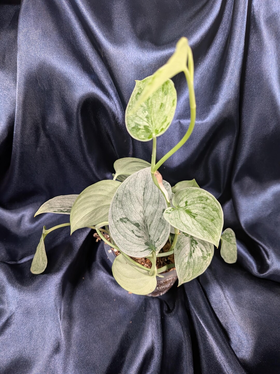 Scindapsus Soo Silver /4in Moss Container/ Starter /silver Leaves ...