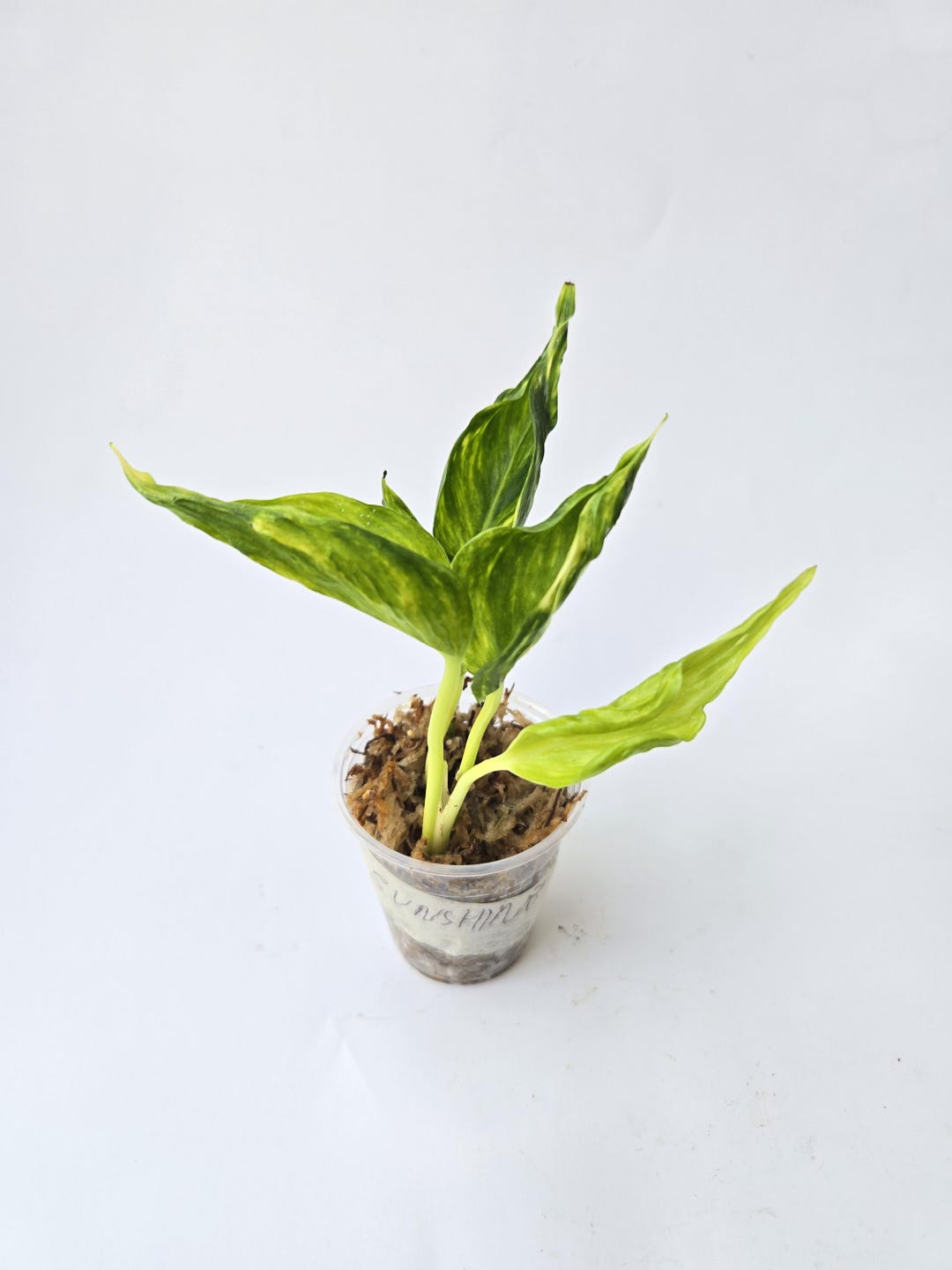 Teruno Sunshine Epipremnum/ Japanese Pothos/ Tropical Rare Plant ...